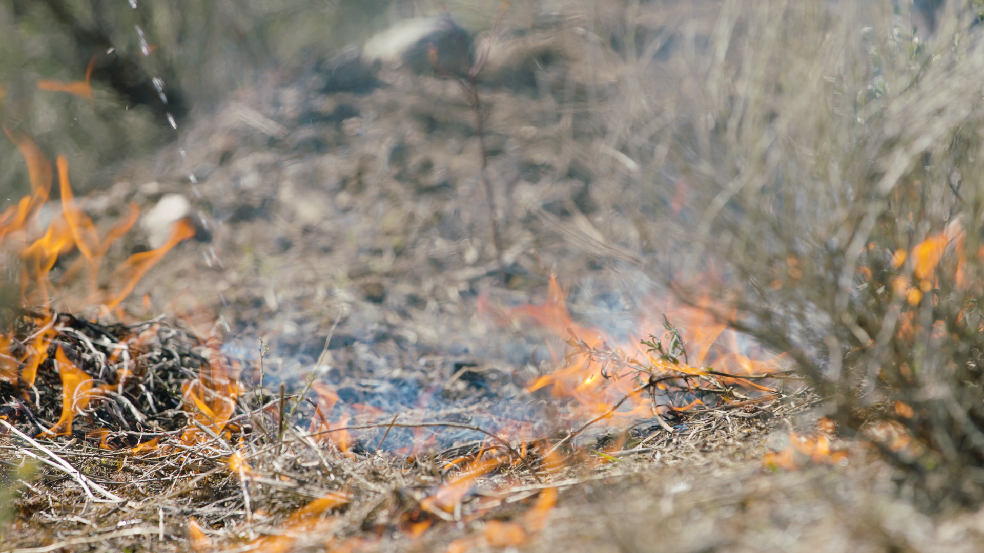 History of Fire - Cultural Burning & Prescribed Fire