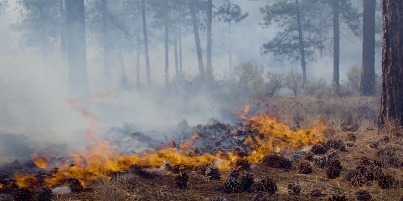 Cultural Burning - Shackan Indian Band - Cultural Burning & Prescribed Fire